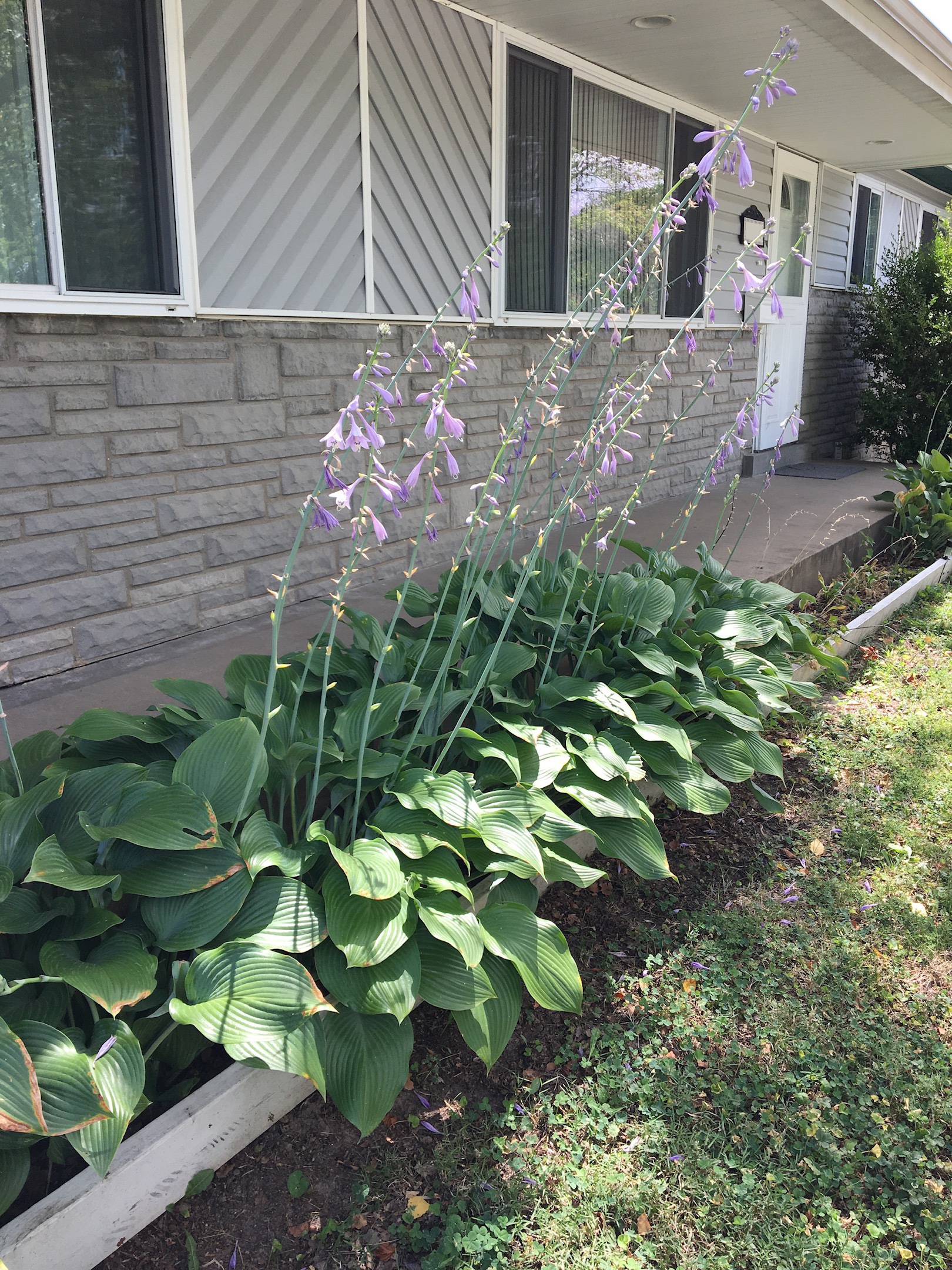 How To Grow Blue Plantain Lilies – Our Little Chateau